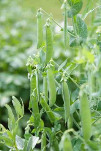 How to Use the Entire Pea Plant – Mother Earth News
